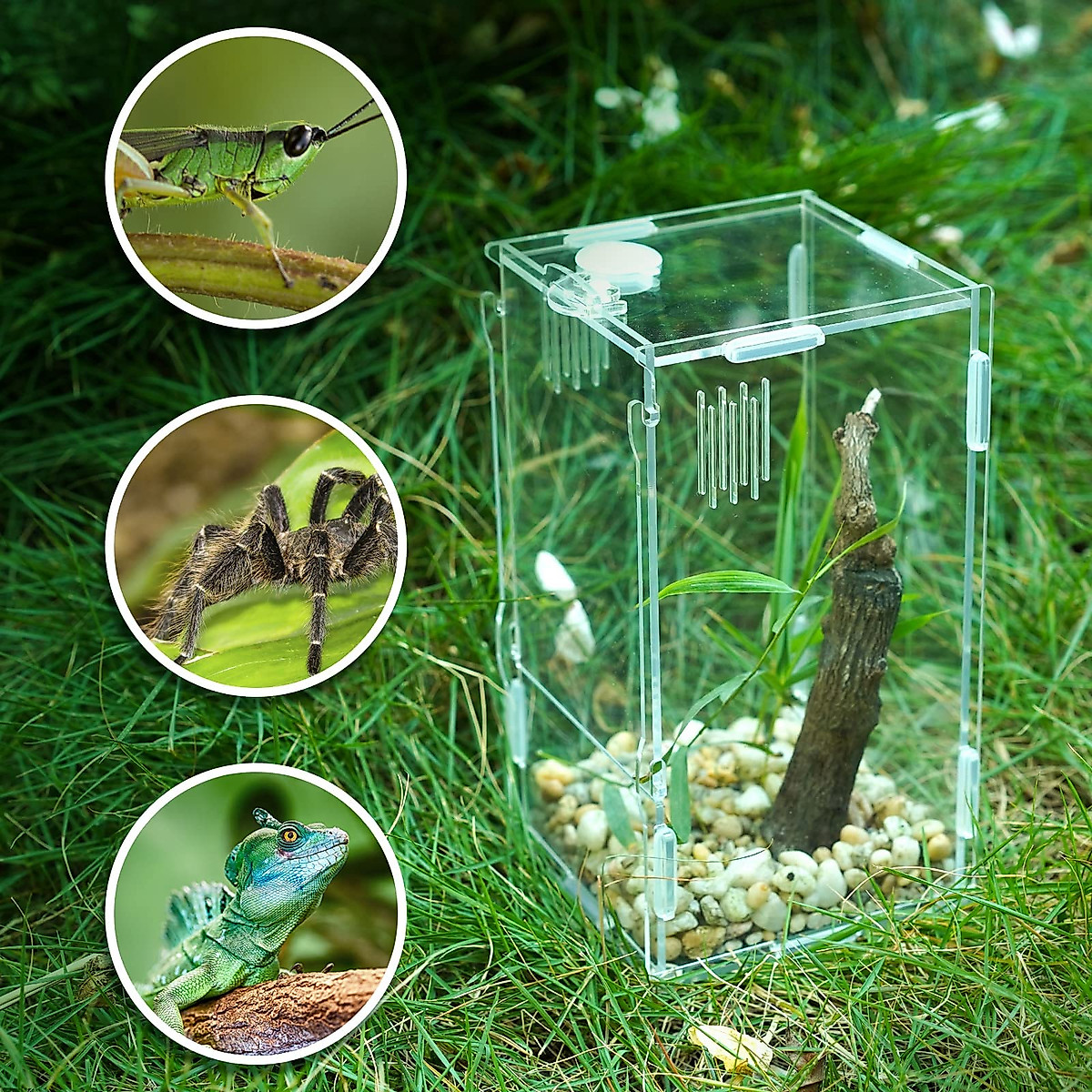 BETAZOOER Acrylic Mini Reptile Tank Habitat Transparent Terrariums with Locking Latch Suitable for Tarantula Isopod Roach Invertebrates (8''x6''x14'')