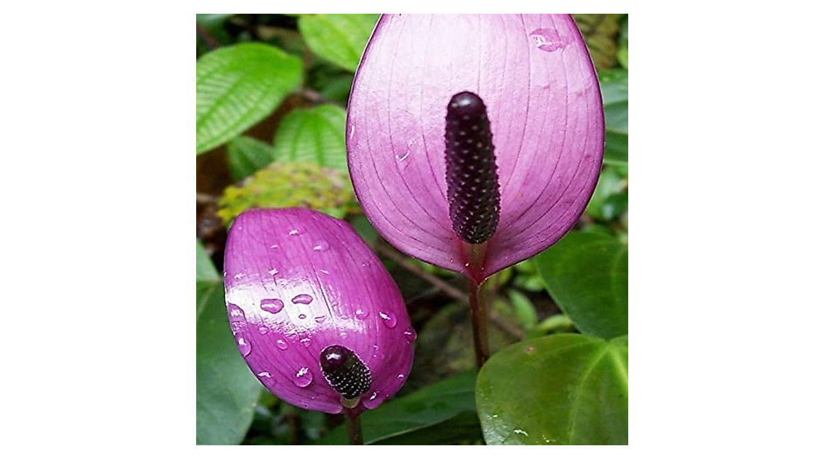 Buy Violet Anthurium Seeds for Indoor Air Purification & Decor
