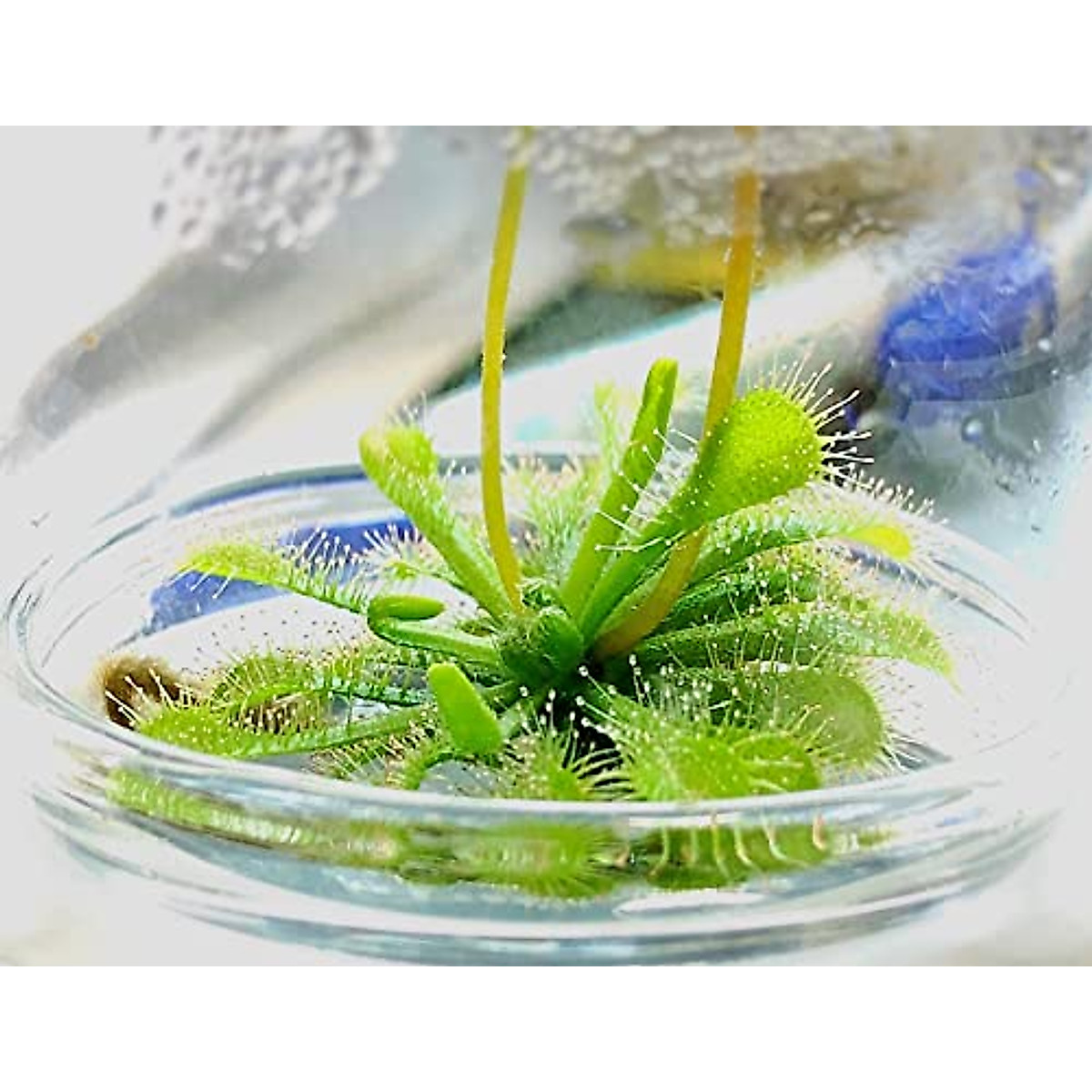 Bloomify Live Sundew Plant Terrarium – Enclosed Ecosystem with Zero Maintenance – Unique Ecosphere Plants for Home Décor – Drosera Spatula Sundew Plant –Great Gift – Self-Sustaining Terrarium