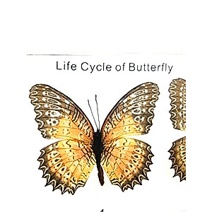 Lifecycle of a Butterfly Paperweights Science Classroom Specimens for Science Education