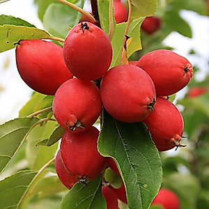 2 Dolgo Crabapple Trees Live Plants 12 to 22 Inc Tall, Crab Apple Fruits Crabapple Plants Seedling