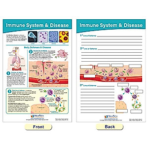 NewPath Learning Coronavirus Structure & Immunity Bulletin Board Chart Set, Set/4 - Laminated, Double-Sided, Full-Color, 12" x 18" (94-7716)