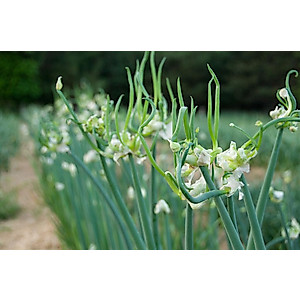 25 Egyptian Walking Onion Bulbs Walking Onion Egyptian Onion Bulbs