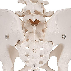 3B Scientific A61 Female Pelvic Skeleton - 3B Smart Anatomy