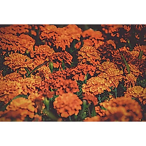 Set of 100 Assorted Valley Green Flower Seed Packets! Flower Seeds in Bulk - 20+ Varieties Included