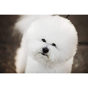 Eye Envy Gentle Action Dry Applicator Pads for Dogs and Cats|Use with Solution|Waffle-Like Texture, Gently Cleans|Lint Free|Non-Absorbent-Solution Sits on The Surface|30 Count with Reusable jar