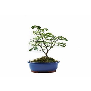 Indoorbonsaiandexotics Brazilian Raintree Bonsai