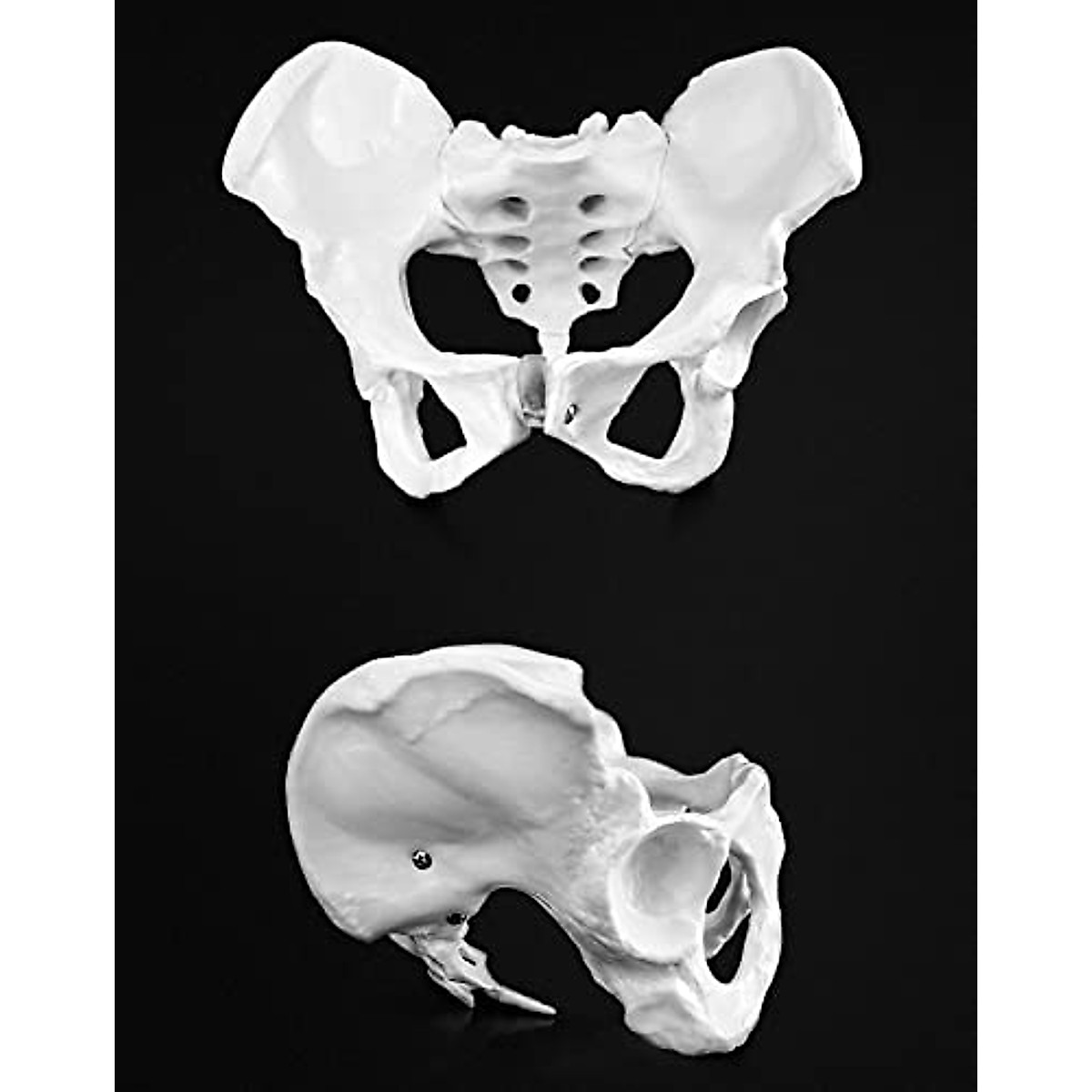 QWORK Life Size Female Hip Bone Pelvic Model, Female Pelvis Model, Including Two Hip Bones, Sacrum and 4/5 Lumbar Spine, Pelvic Skeleton Anatomical Model, for Science Studying