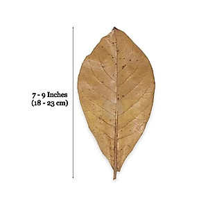 JOR 12 Pack Large 7"-9" Catappa Leaves for Hermit Crabs, Dried Indian Almond Leaves as Perfect Hiding Spot & Keep Humidity Levels in Aquarium Tank, Source of Delicious Treats, Helps Lowers Stress