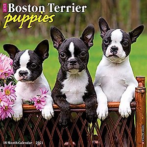 Just Boston Terrier Puppies 2021 Wall Calendar (Dog Breed Calendar)