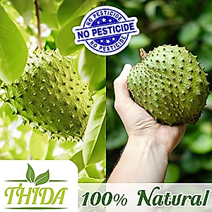Soursop Tea 30 Bags | Soursop Leaves | Asian Herbal Life Tea From Guanabana Leaves | Graviola Soursop Fruit Tea Supply From Thailand