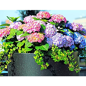 60+ Mixed Color Hydrangea Seeds for Planting, Giant Snowball Hydrangea Fast Growing Shrub, Flower Plant Wedding, Outdoor Garden - Potted Plants