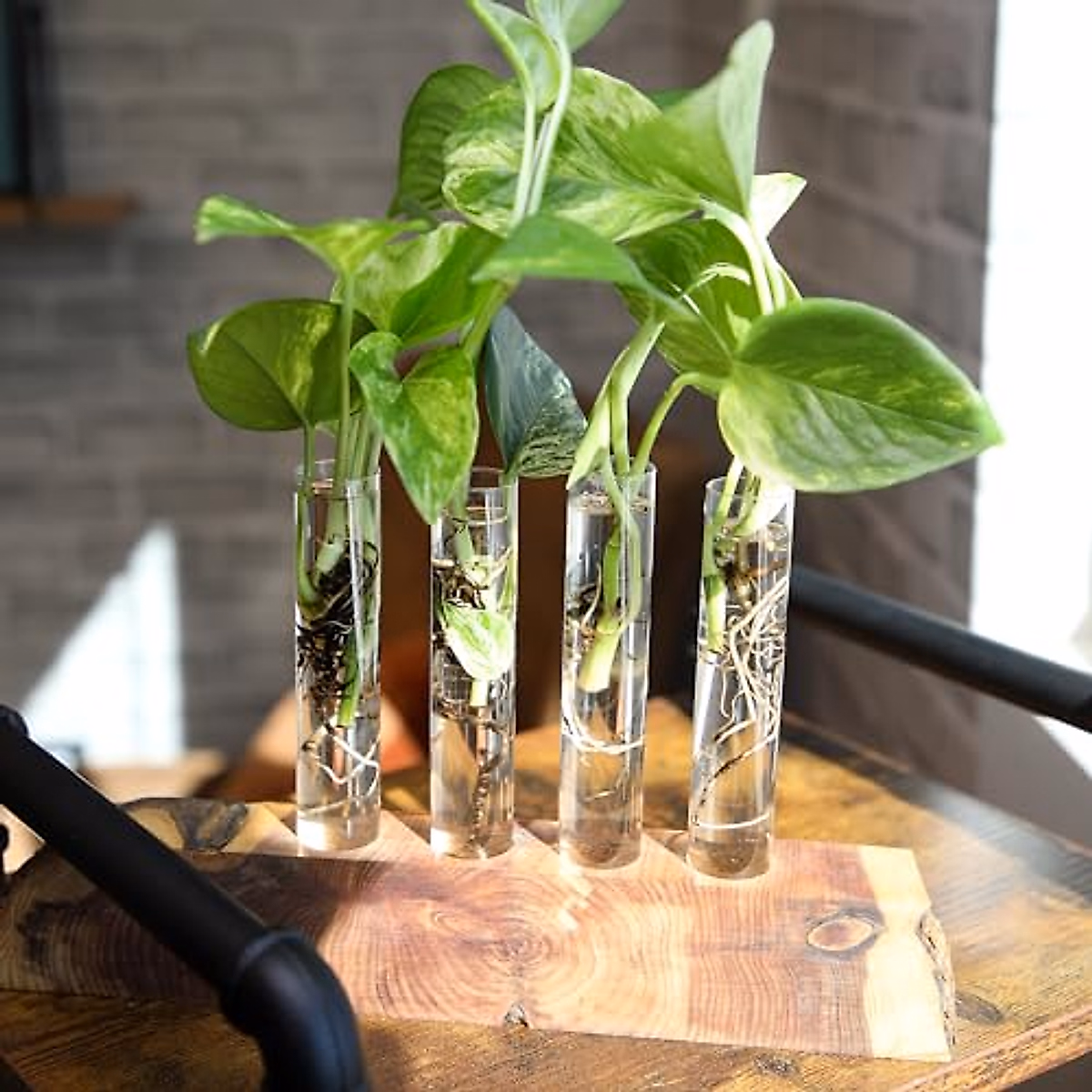 Plentiful Pothos & Philodendron (6-Pack), Pothos Live Plant Decor, Office Plants, Real Plants, Easy Indoor Plant, House Plants Indoors Live Plants Indoor Plants Live Houseplants by Plants for Pets