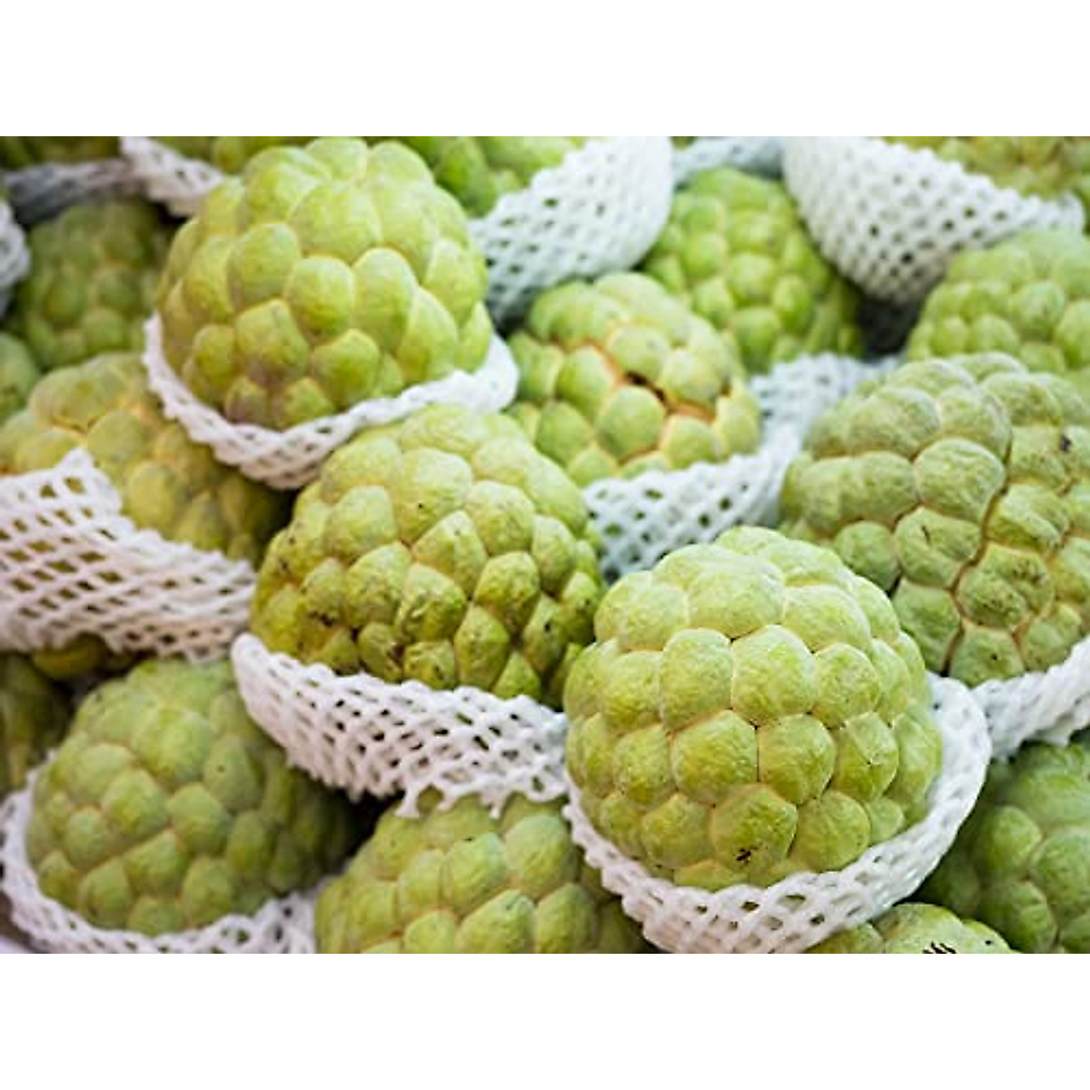 Sugar Apple Tree Seeds for Planting - 5 Seeds -Annona squamosa - Great for Bonsai or Patio Plant - Sweetsop