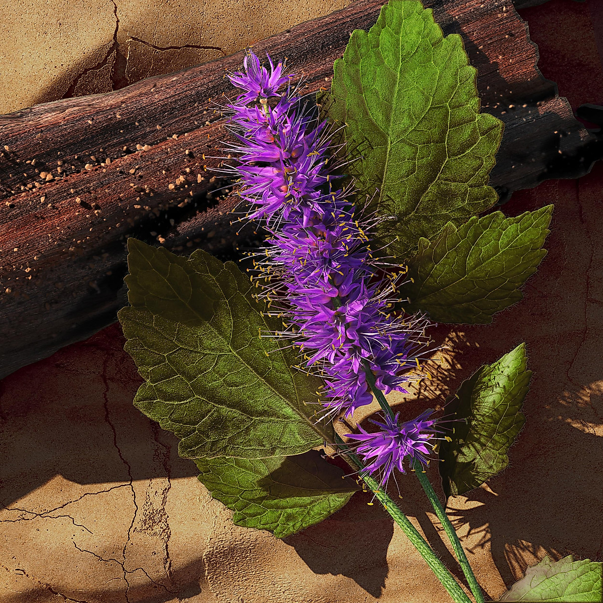 Zino Davidoff by Zino Davidoff for Men Eau De Toilette Spray, 4.2 Ounce