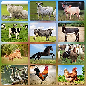 SIUVFEAT Realistic Farm Animal Toys 12pcs Plastic Kids Animal Figurines for Kids 3+ Years Birthday Cake Topper Animal Theme Toys