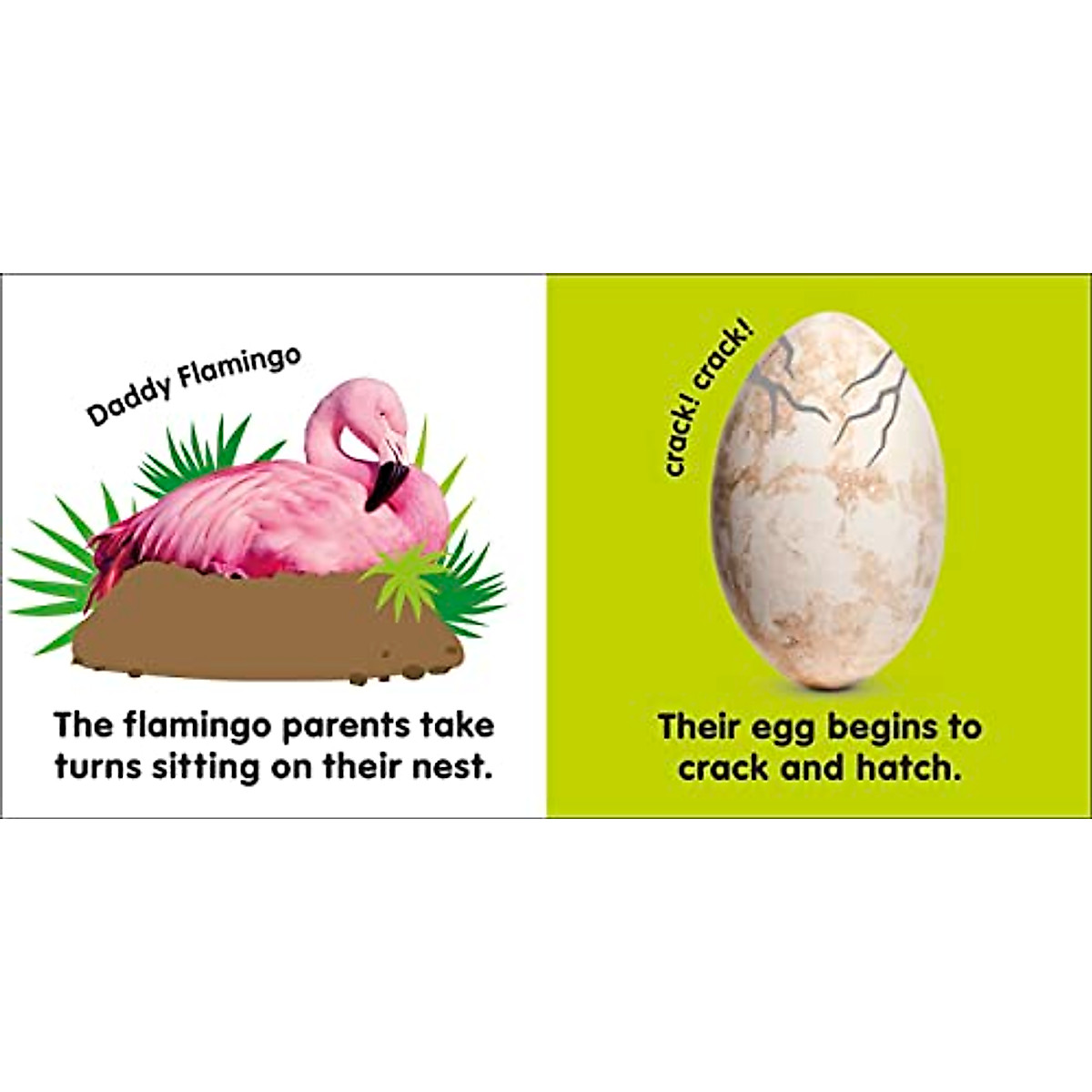 Baby Touch and Feel Flamingo