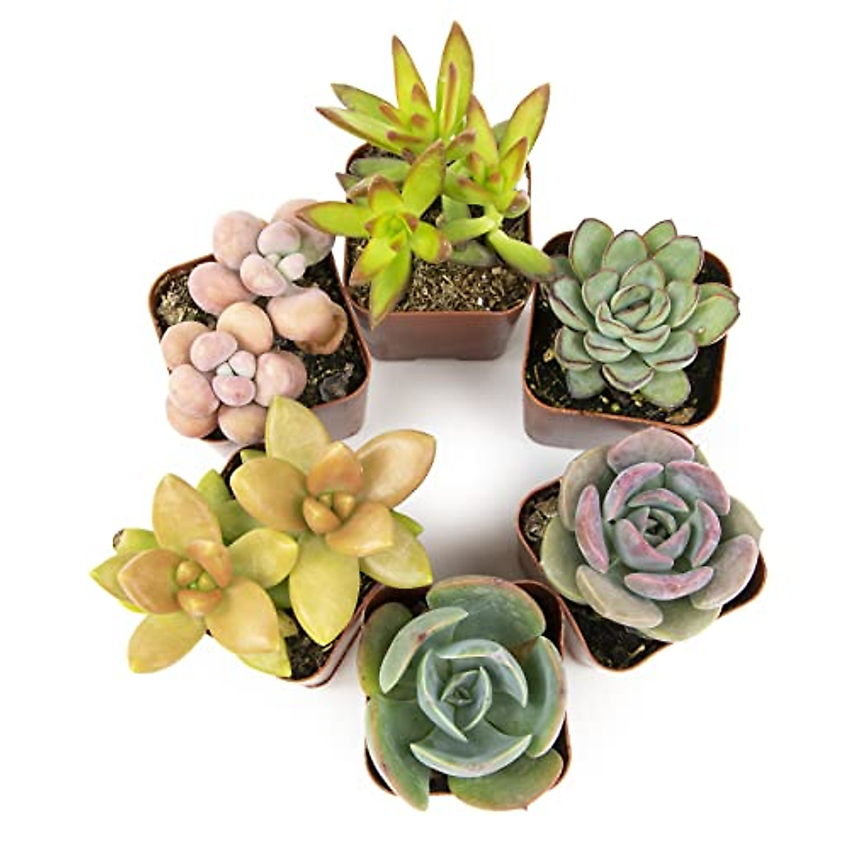 Succulents Plants Live (6PK) Potted Succulent Plants Live House Plants, Cactus Plants Live Plants Indoor Plants Live Houseplants, Indoor Plant Succulents Live Plant House Plant by Plants for Pets