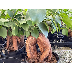 BubbleBlooms Ficus microcarpa Chinese Banyan Bonsai Tree in a 6 inch Pot