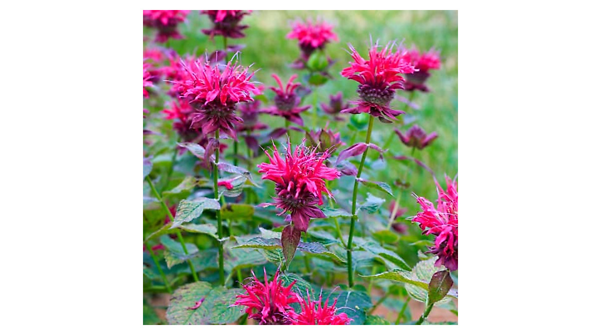 Park Seed Bee Balm Seeds - Vibrant Colorful Blooms