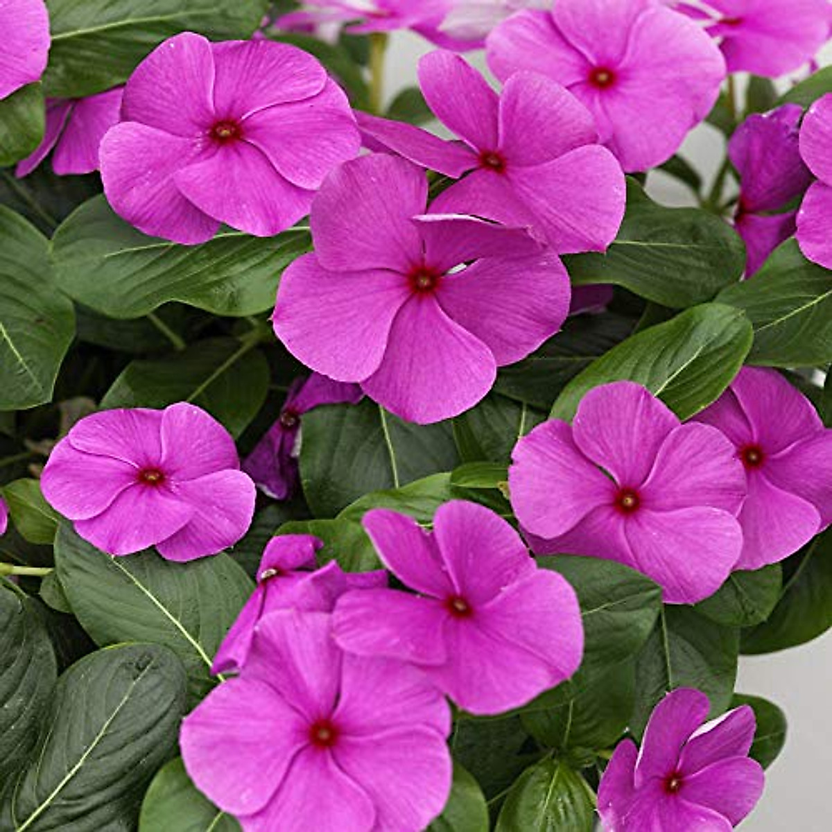 Outsidepride Vinca Periwinkle Cascade Lilac Garden Flower, Ground Cover, & Container Plants - 50 Seeds