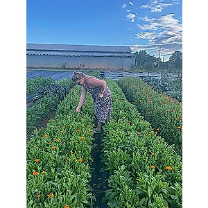 All Purpose Skin Salve by Everfield, For Dry Skin and Hand Relief, Soothing Calendula Herbal Balm (2 oz)