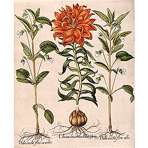 [Double-flowered orange lily] Lilium cruentum flore pleno; [Large blue violet] Viola erecta flore coeruleo; [Large white violet] Viola erecta flore albo