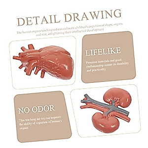 2 Sets Human Visceral Model Human Teaching Aid Human Torso Body Model Human Internal Organs Model Human Body Model Torso and Skeleton Models Anatomy Mannequin PVC Child Major Suite