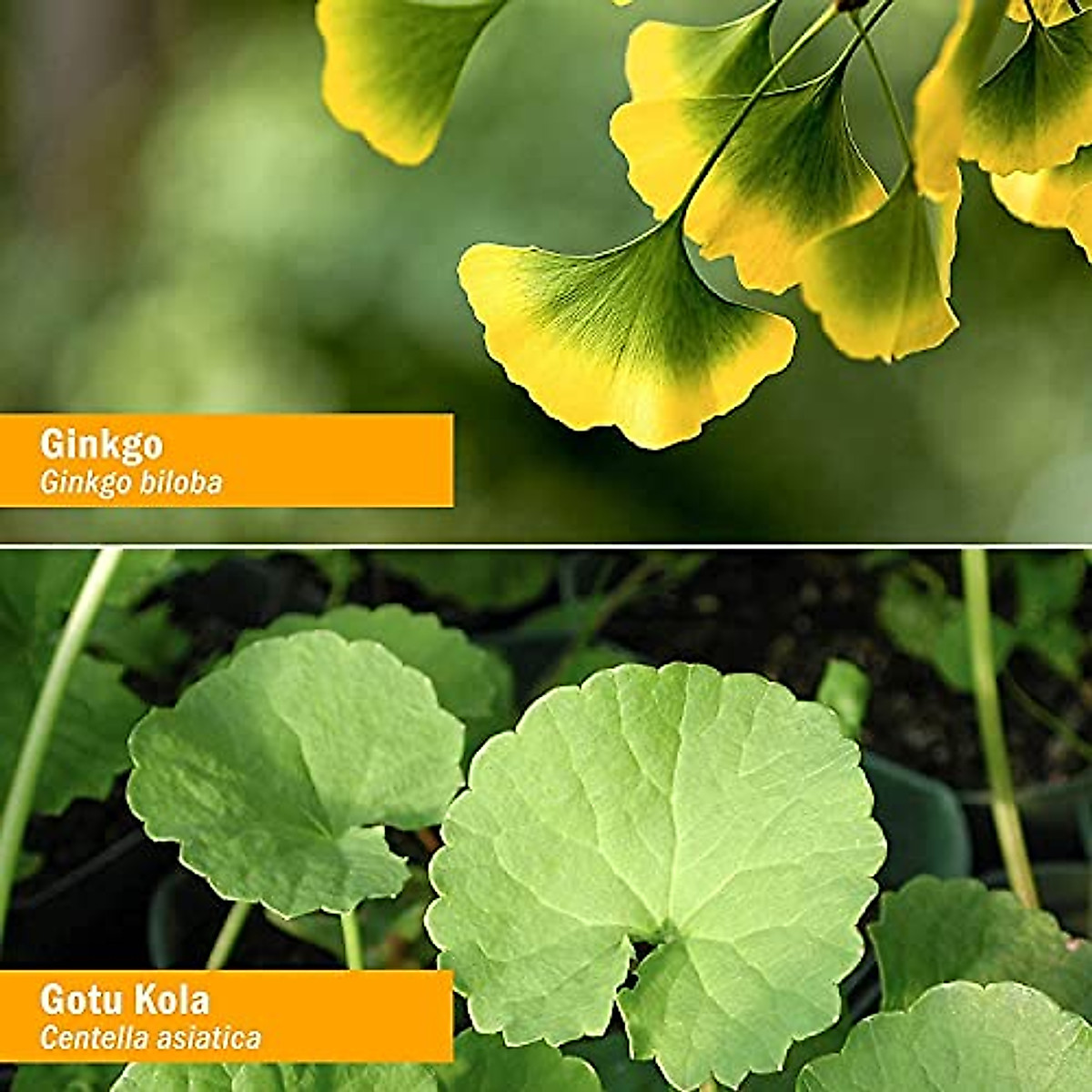 Herb Pharm Brain and Memory Liquid Herbal Formula with Ginkgo for Memory and Concentration, 4 Fl Oz