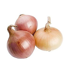 Sow No GMO Onion Texas Early Grano Short Day Vidiala Type Non GMO Heirloom Garden Vegetable 50 Seeds