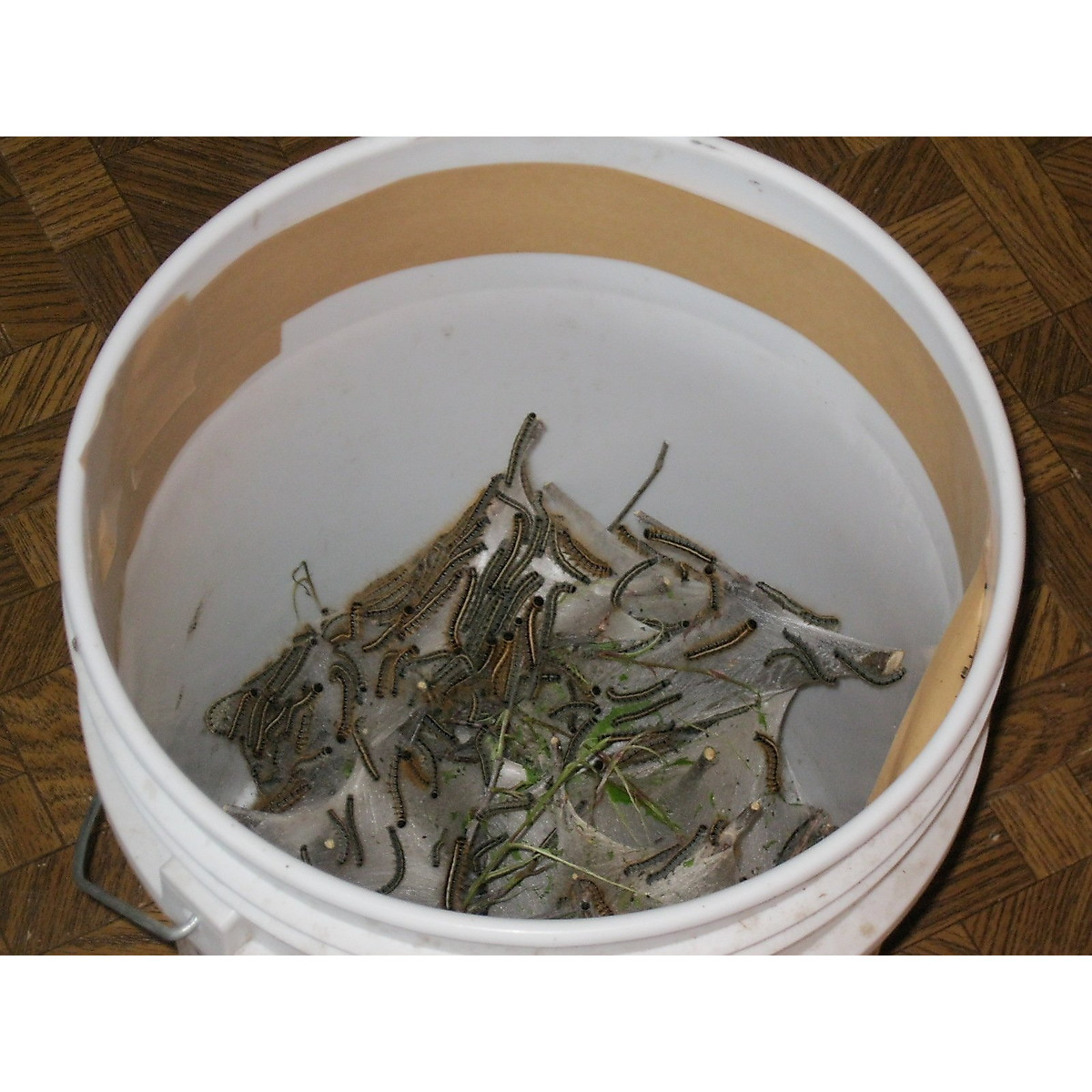 Slippery Barrier Tape. Gypsy Mothe/Sponge Moth Tent, Walnut Caterpillar,/ Cankerworm/Bark Scorpion / + / 30 ft roll