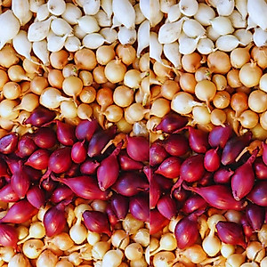 30 Mixed Onion Sets Yellow Onion Red White Onion Bulbs