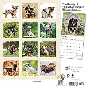 The Beauty of Chihuahua Puppies | 2024 12 x 24 Inch Monthly Square Wall Calendar | Sticker Sheet | StarGifts | Animals Small Dog Breeds