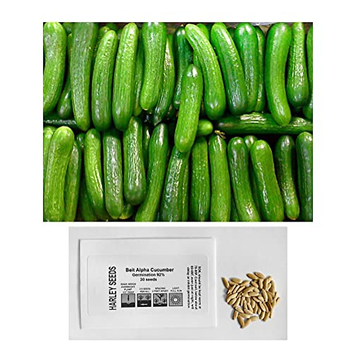 US Grown! 30+ Persian Beit Alpha (a.k.a. Lebanese) Cucumber Seeds Heirloom Non-GMO Burpless Sweet Non-Bitter and Acid Free, Crispy and Sweet, Fragrant and Delicious, Cucumis sativus, Grown in USA!