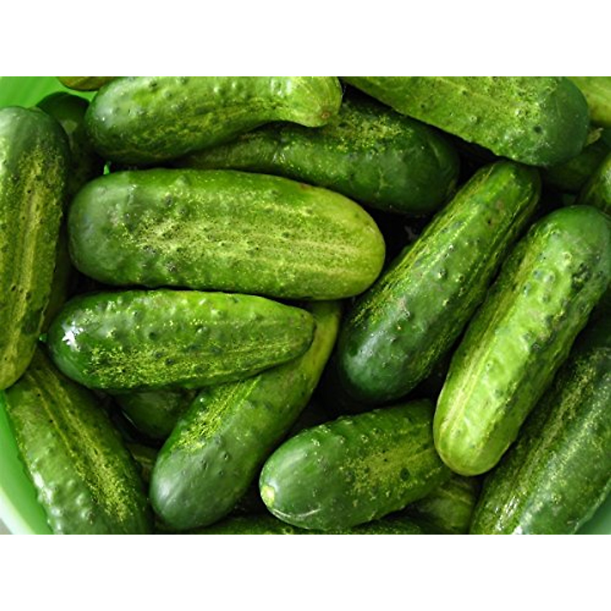David's Garden Seeds Cucumber Pickling National FBA-2455 (Green) 25 Non-GMO, Heirloom Seeds