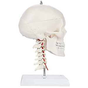 Axis Scientific 3-Part Human Skull Model with Flexible Neck | Life Size Plastic Skull on a Flexible Cervical Spine Molded from a Real Human Skull