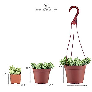 Shop Succulents | Radiant Rosette Collection of Live Succulent Plants, Hand Selected Variety Pack of Mini Succulents | 32-Pack