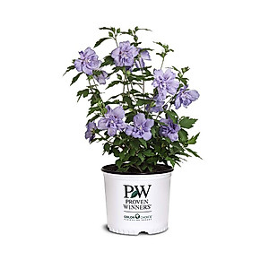 2 Gallon Proven Winners Blue Chiffon Hibiscus