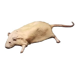 Anatomy Lab Rat Specimen for Dissection, for Biology Classrooms, 7-9 inches Double Injection, Vacuum Pack of 1