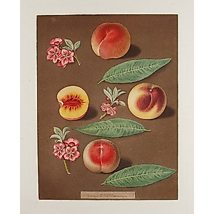 [Peach] Marlborough Peach; Rombullion Peach; Double Mountain Peach