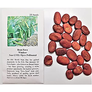 David's Garden Seeds Bean Fava Windsor FBA-4221 (Green) 25 Non-GMO, Heirloom Seeds