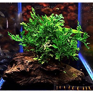 African Fern - Bolbitis Baby Leaf Fern in 2" Pot | Freshwater Aquarium Plant