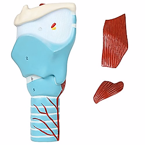 Axis Scientific Anatomy Model of Human Larynx | Model is 9 Inches Tall and 5 Times Life Size | Details Anatomy of Vocal Folds and Dissects Into 5 Parts | Comes with a Study Manual
