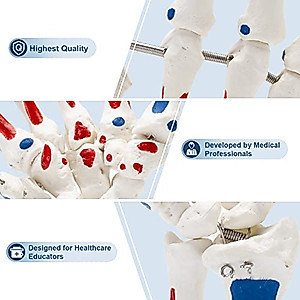 Winyousk Human Hand Model with Articulated Joints for Natural Movement, Show Muscle Start and End Points，Hand Skeleton Model Showing Ulna and Radius