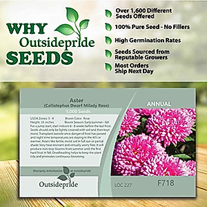 Outsidepride Aster Milady Rose Garden Flower Plant Seed - 1000 Seeds