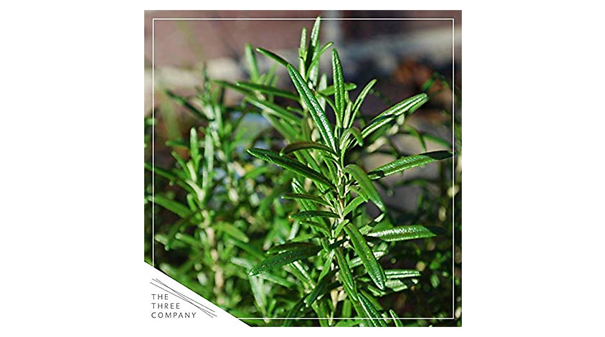 Live Rosemary Herb - Enhance Air Quality & Breathing