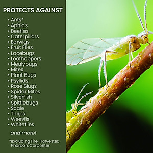 Bayer Advanced 706220B Rose & Flower Insect, Disease & Mite Control, Fungicide, 24 oz, Ready-to-Use