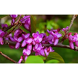Judas Tree Bonsai European Redbud Tree of Love Flowering Cercis Siliquastrum Sakura 15 Seeds for Planting