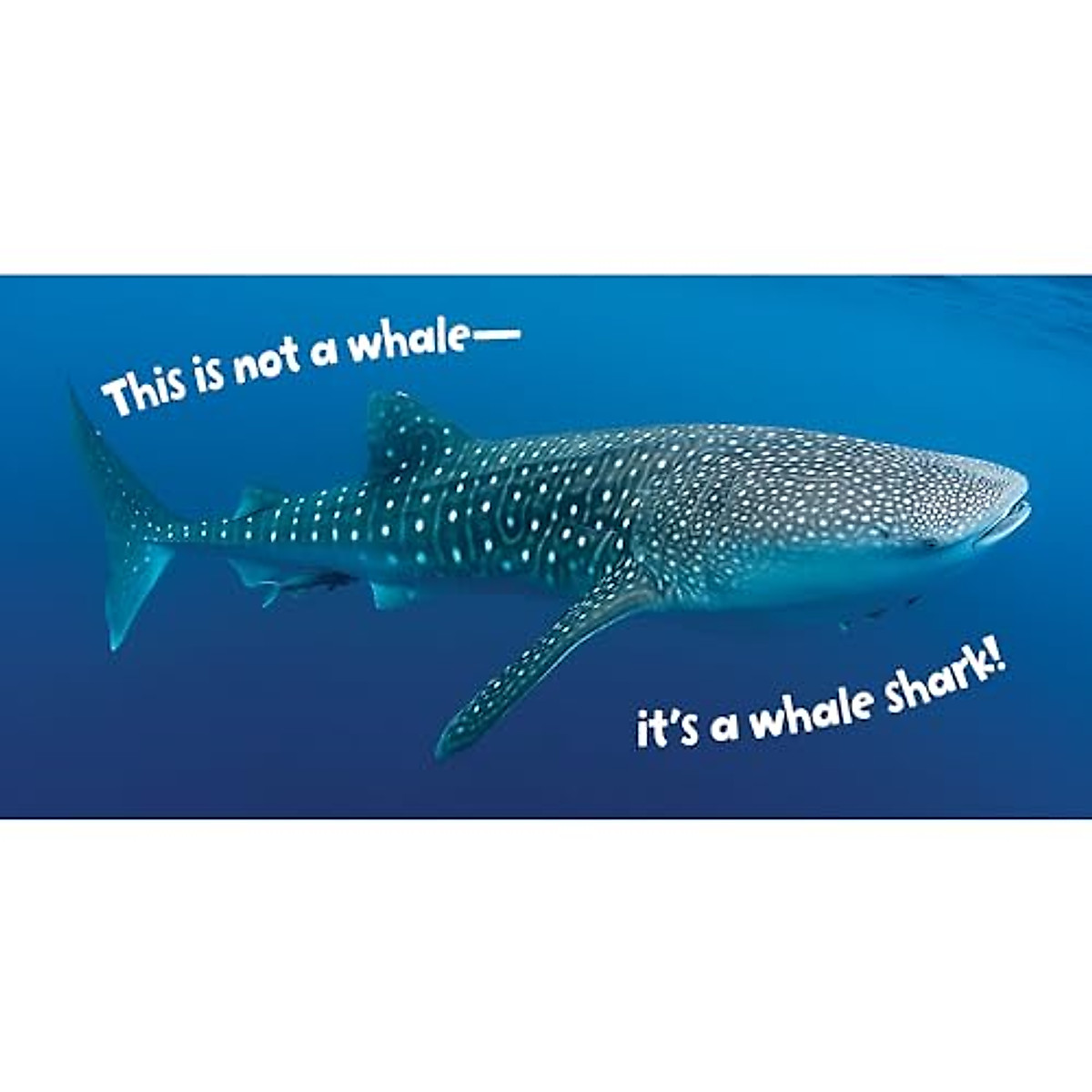 Big Beautiful Ocean – A Photographic Exploration – Perfect for Infants and Toddlers, Ages 0-3 – Nature and Science Photo Book