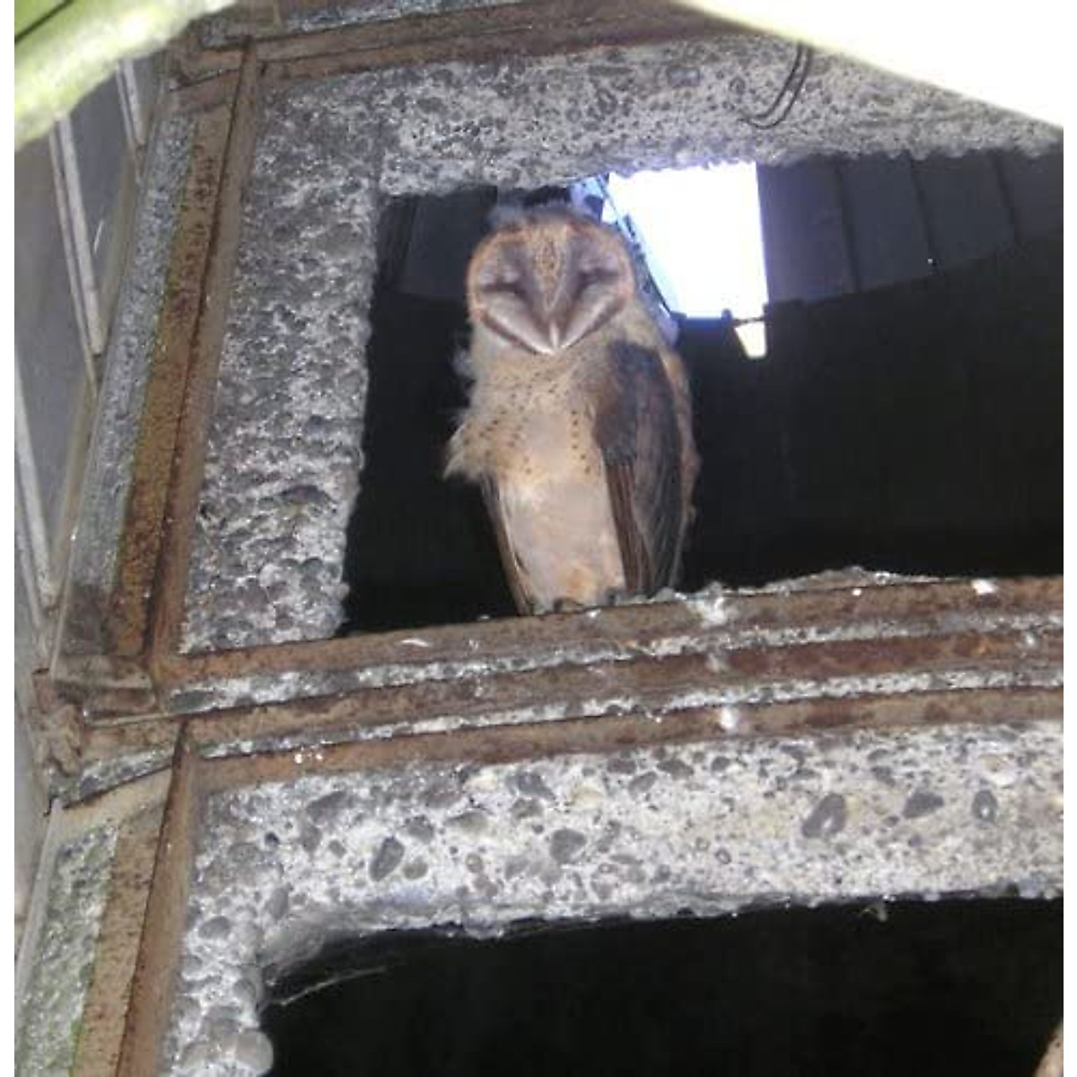 Mountain Home Biological, Inc. Jumbo Owl Pellets, Pack of 5, with Bone Sorting Sheet